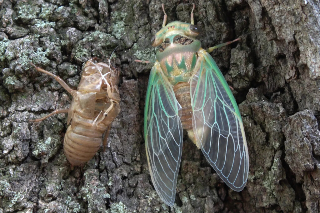 The Cicadas Are Coming! The Cicadas Are Coming! Here’s What to Know ...