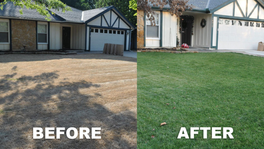 How To Revive Dead Grass and Keep It Healthy All Summer Long… | A&A ...