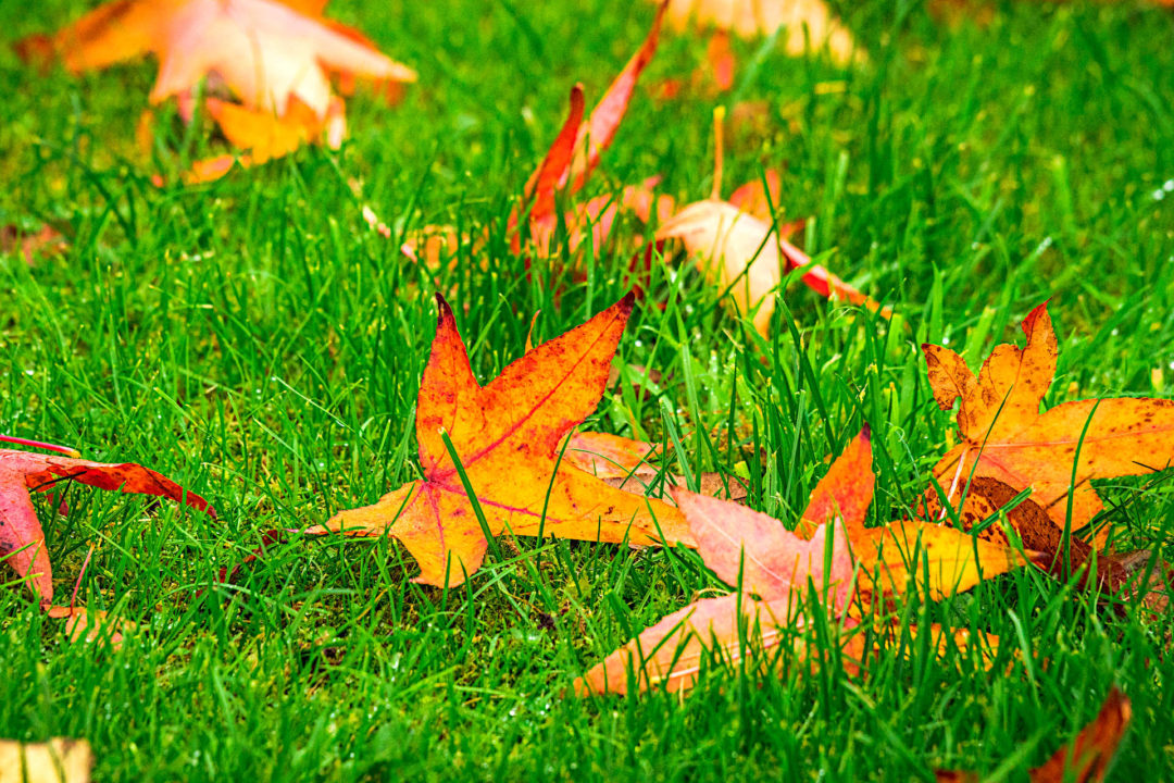 A Fall Checklist For Lawn Care and Landscaping… | A&A Lawn Care ...